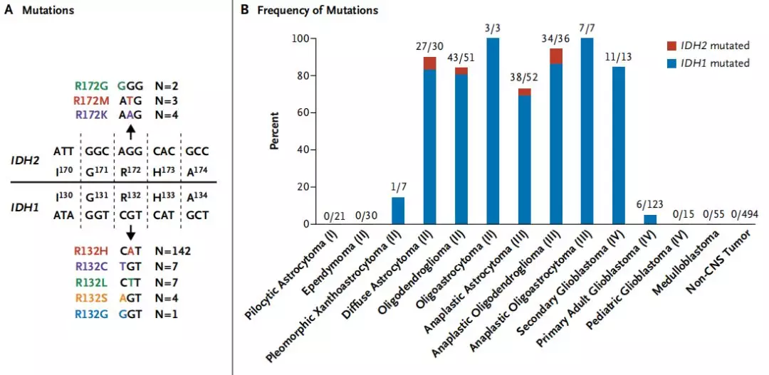 基因时间 | 脑胶质瘤IDH和TERT从科研到临床的探索实践之路 - 脑医汇