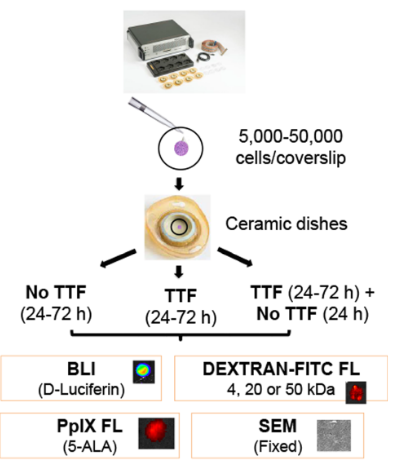 2019年美国神经肿瘤学会年会（SNO2019）TTFields精彩速递——TTFields与药物联合治疗的增效机制和初步实践 - 脑医汇