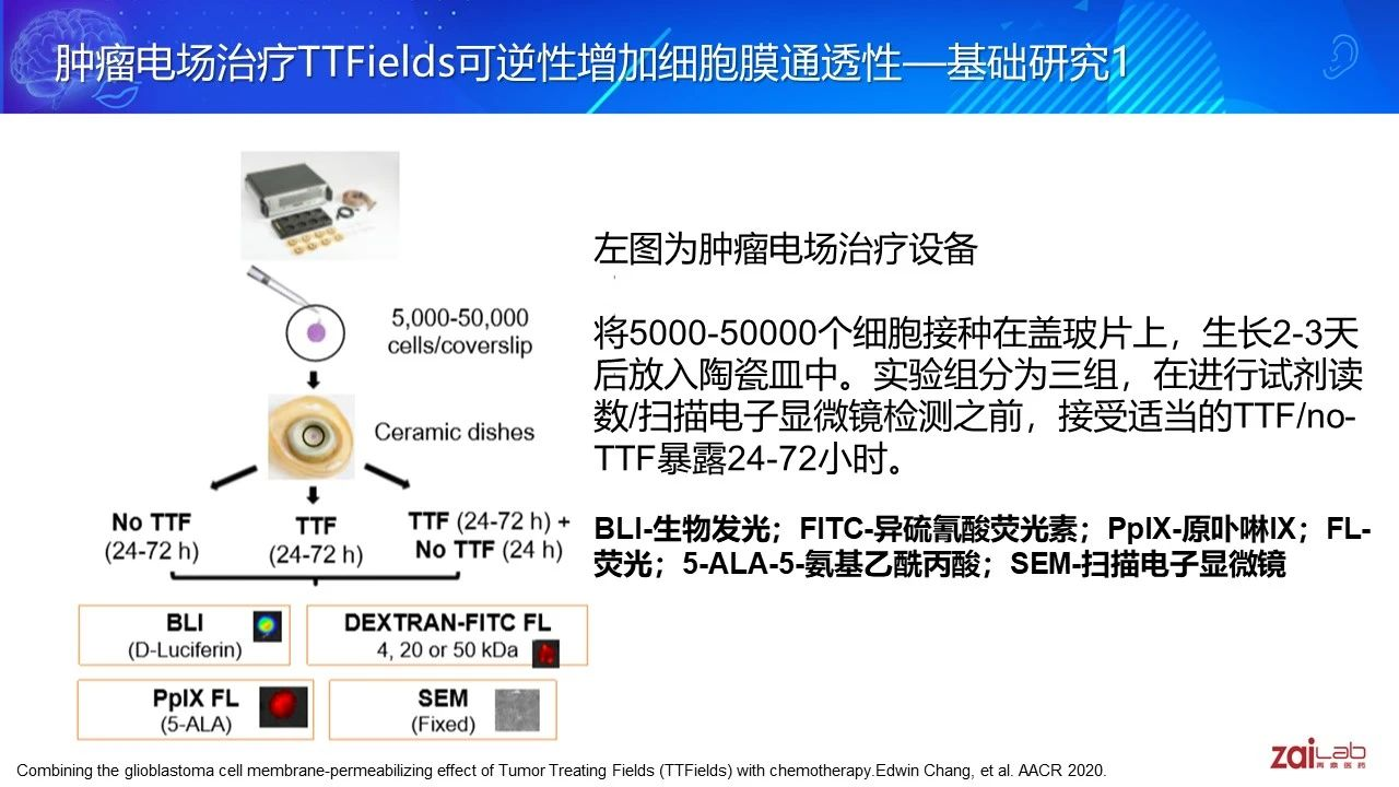 薛晓英教授：TTFields与细胞膜通透性—AACR II 新进展 - 脑医汇
