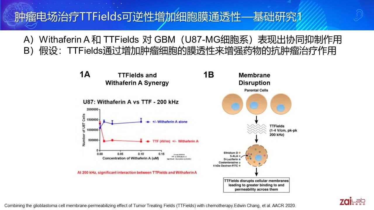薛晓英教授：TTFields与细胞膜通透性—AACR II 新进展 - 脑医汇