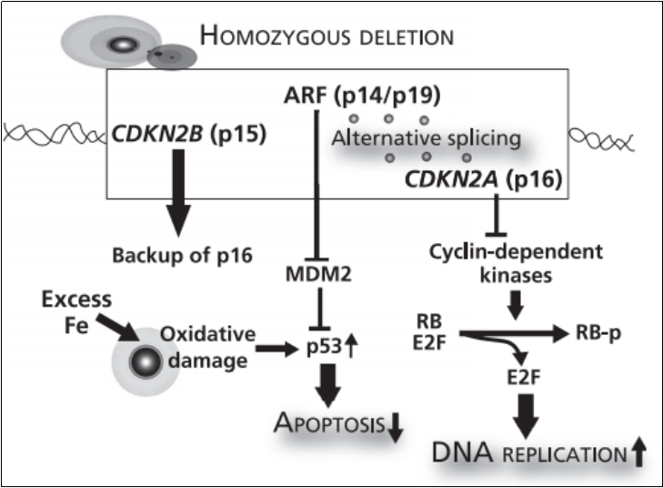 脑膜瘤复发分子标志物-CDKN2A/2B缺失 - 脑医汇 - 神外资讯 - 神介资讯